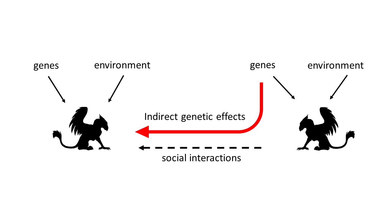 An indirect origin – Evolutionary Ethology Lab